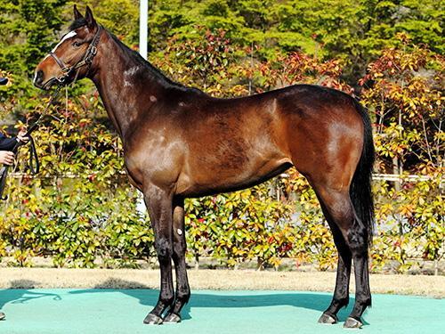 Shamardal×Alexander Goldrun/その他非SS系2/競馬・レース/デイリースポーツ online