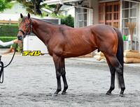 【1日船橋11R日本テレビ盃・Jpn2】フォーエバーヤングの相手はライトウォーリアが面白い/今週の注目情報/うま屋/デイリースポーツ online