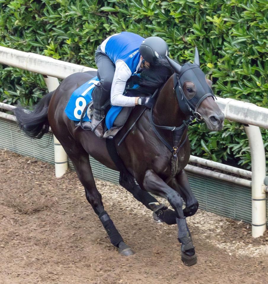 【北九州記念】ヨシノイースター仕上がり万全 7歳夏の今が充実期 爪の不安も解消「いい状態キープできている」/うま屋/デイリースポーツ online