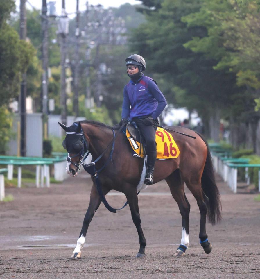【関屋記念】ボンドガール 実績は断然上位 気性面成長で巻き返し期す 指揮官「力は一番上だと思う」/うま屋/デイリースポーツ online