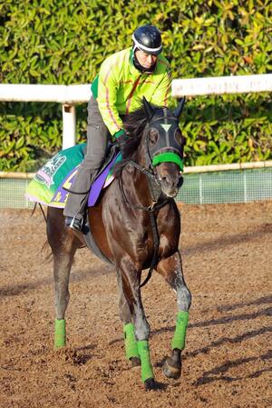 有力馬次走報/うま屋/デイリースポーツ online