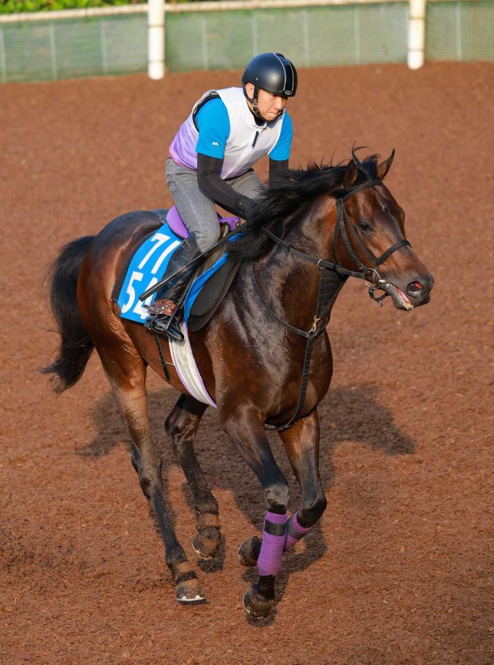 【中山＆阪神の危険な人気馬】ジンセイ 阪神11R・シリウスS/うま屋/デイリースポーツ online