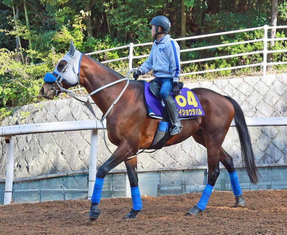【天皇賞】メイショウタバル G1馬の貫禄見せる 春よりもう一段階成長 石橋師も仕上がりの良さに太鼓判「いい状態」/うま屋/デイリースポーツ online