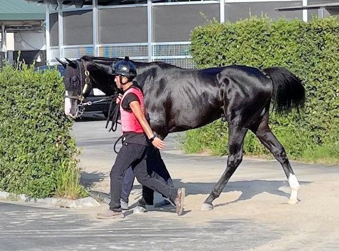 競馬ギガ盛ブログ「G1がスタートするのか…」（9月28日）/競馬ギガ盛ブログ/デイリースポーツ online